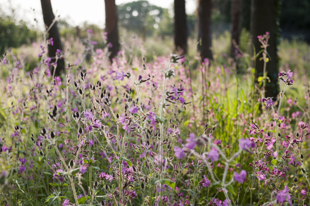 Accreditations - Amenity Tree