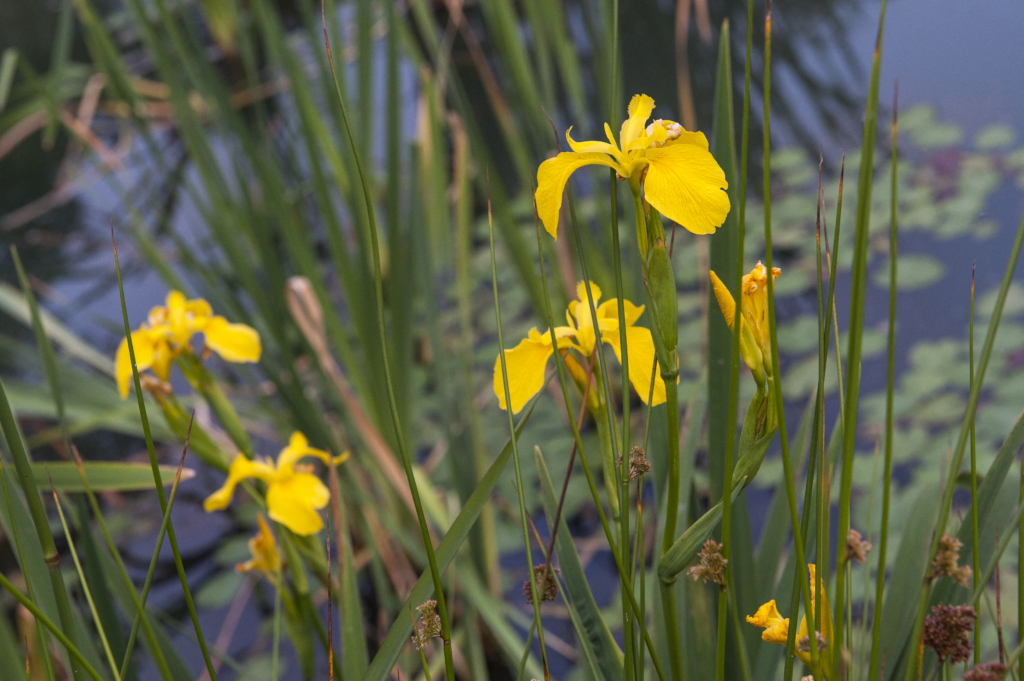 About Us - Amenity Tree